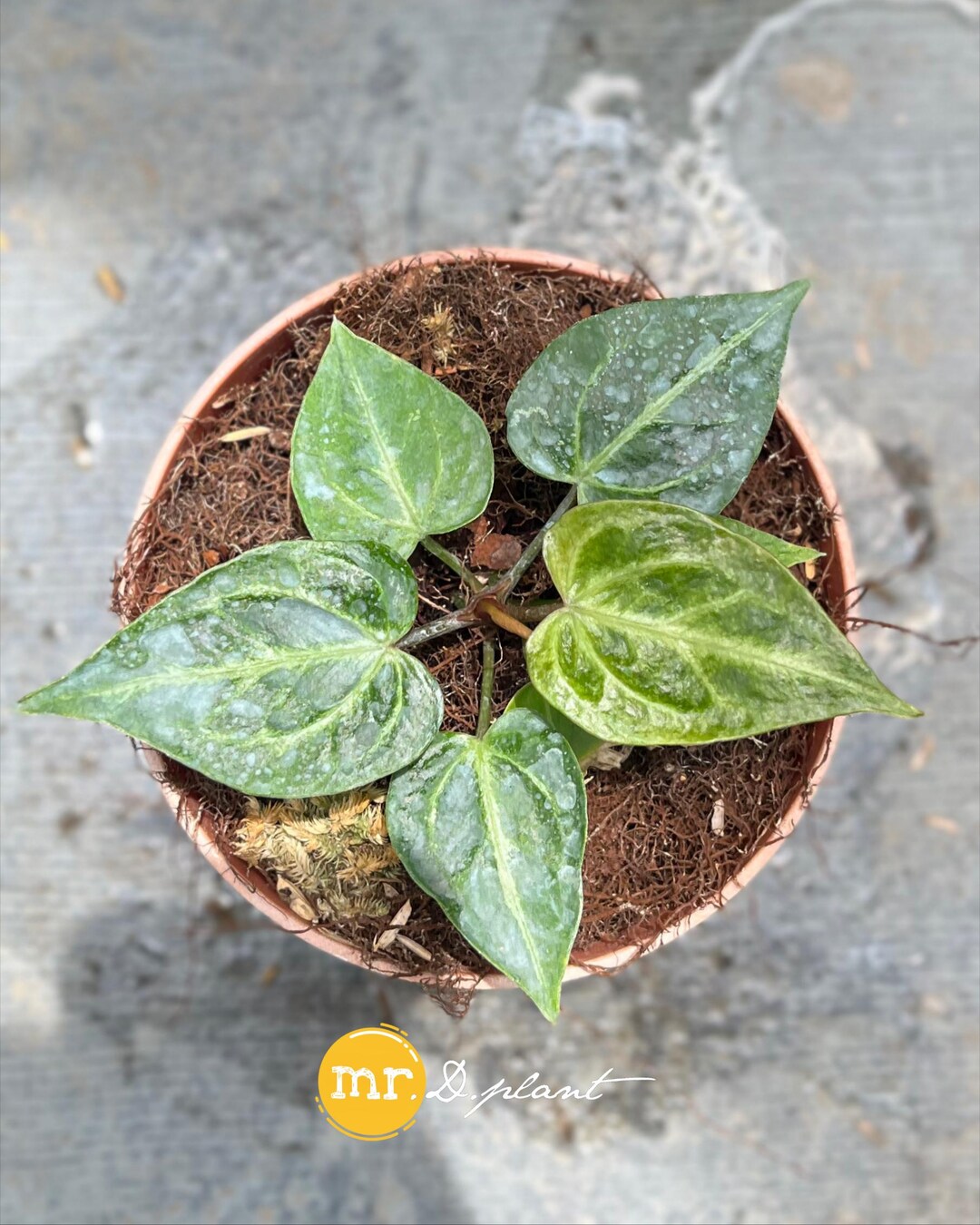 Anthurium HU Ace of Spades | Rare Velvet Aroid | Collector Houseplant ...