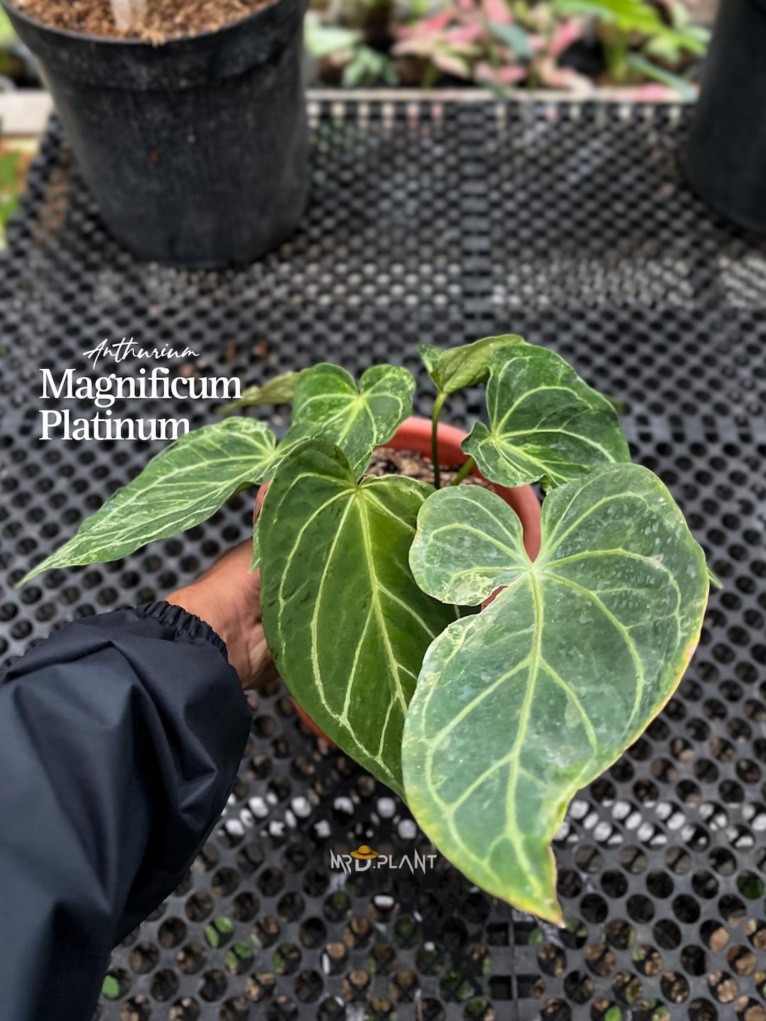 Anthurium Magnificum Platinum | Real Picture | Rare Velvet Variegated ...
