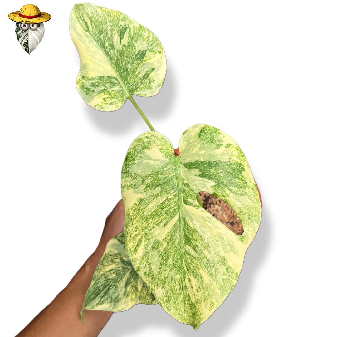 Monstera Legacy Diamond Variegated Rare Aroid Live Plant (real Photo ...