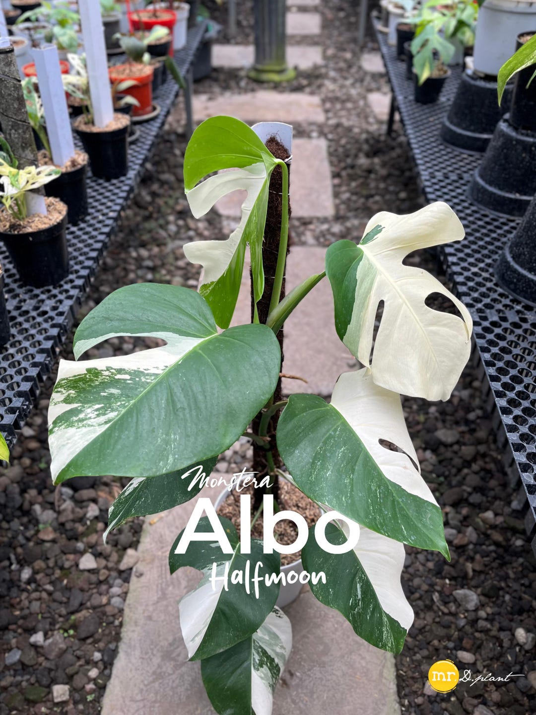 Monstera Albo Variegata Half Moon | Rare Aroid | Real Plant Picture - Etsy