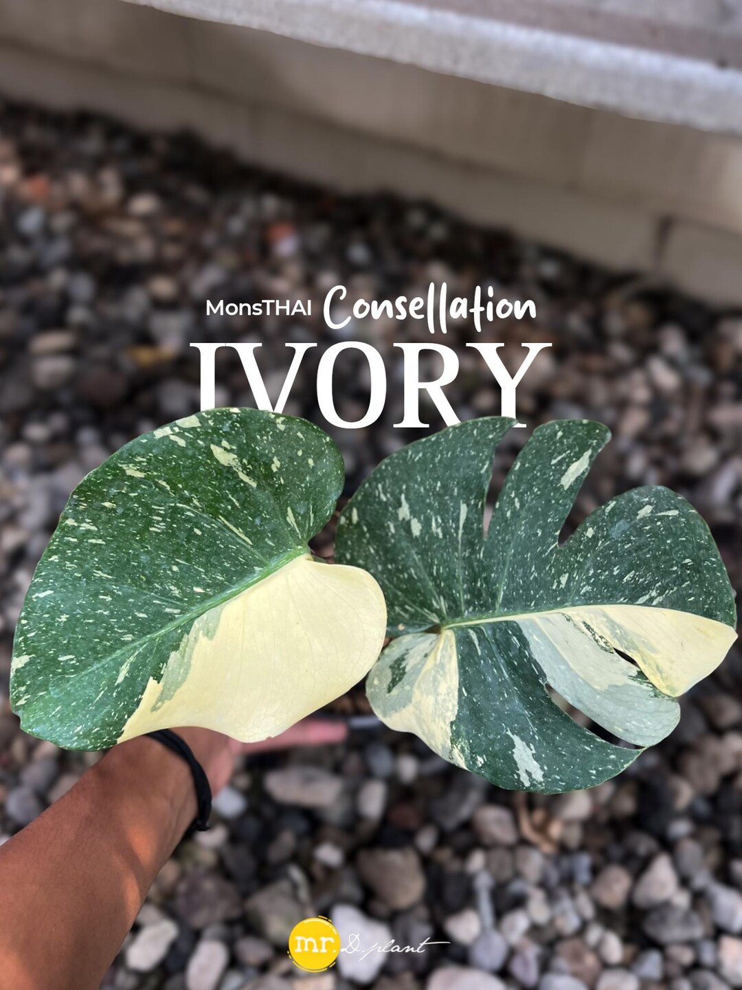 Monstera Thai Constellation Ivory | Real Picture | Tropical Plant ...