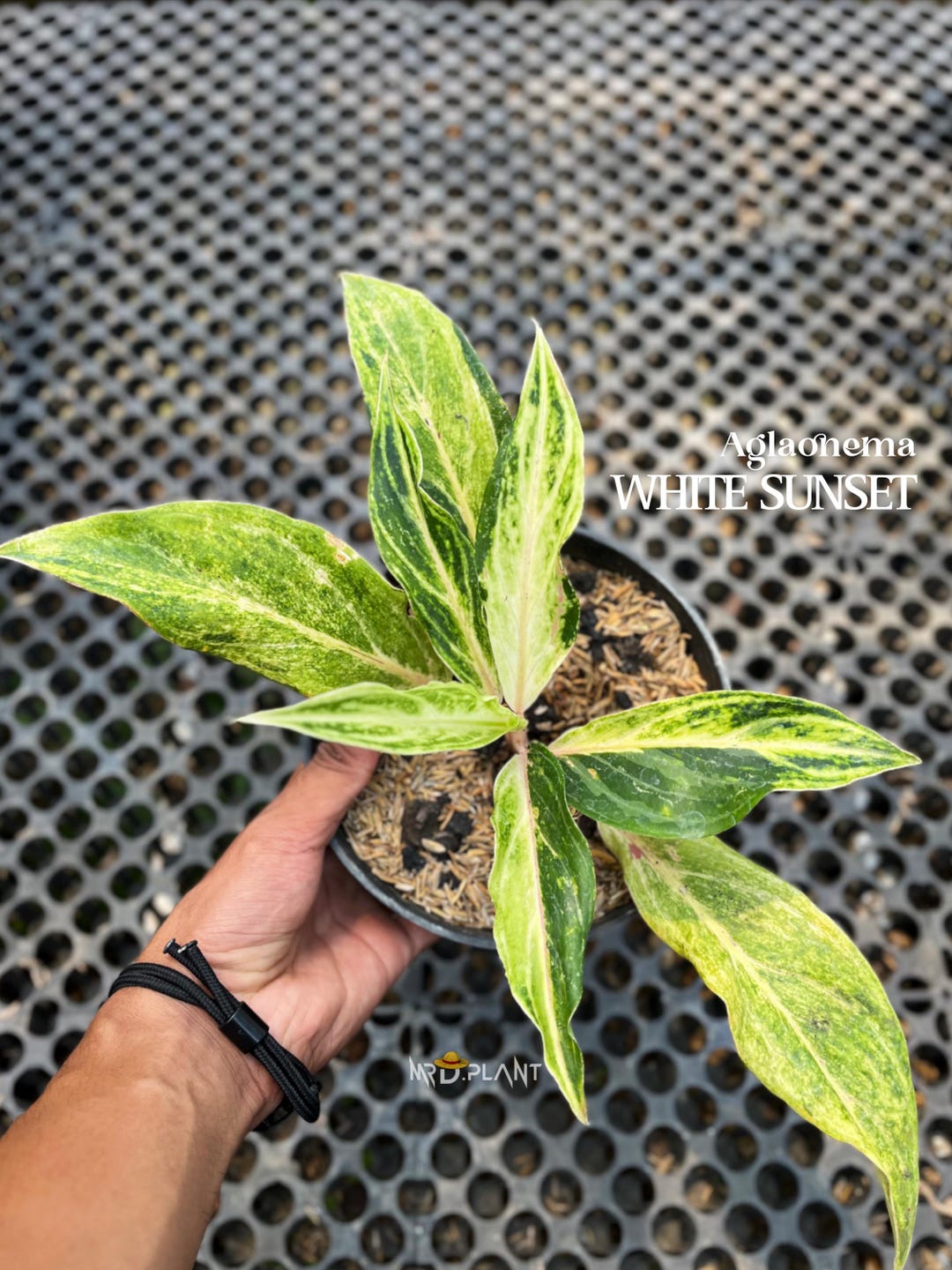 Aglaonema White Sunset | Rare Indoor Plant | Easy Care Houseplant ...