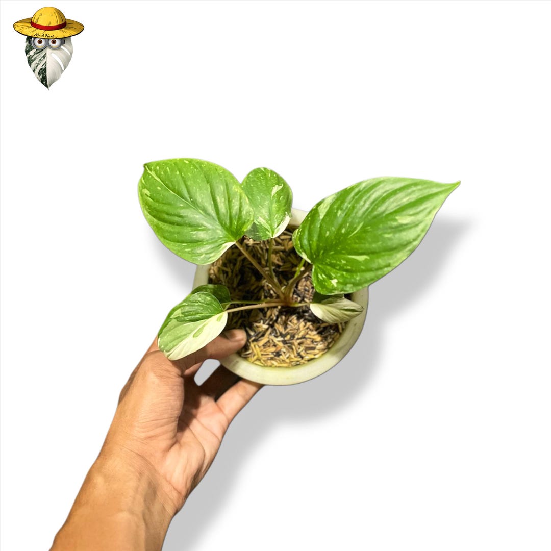 Homalomena Thai Variegated Live Plant (real Photo) - Etsy