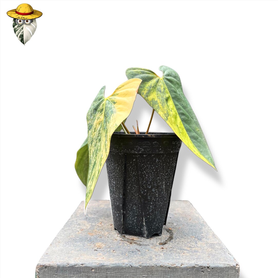 Anthurium Portillae Variegated Rare Aroid Live Plant (real Photo) - Etsy