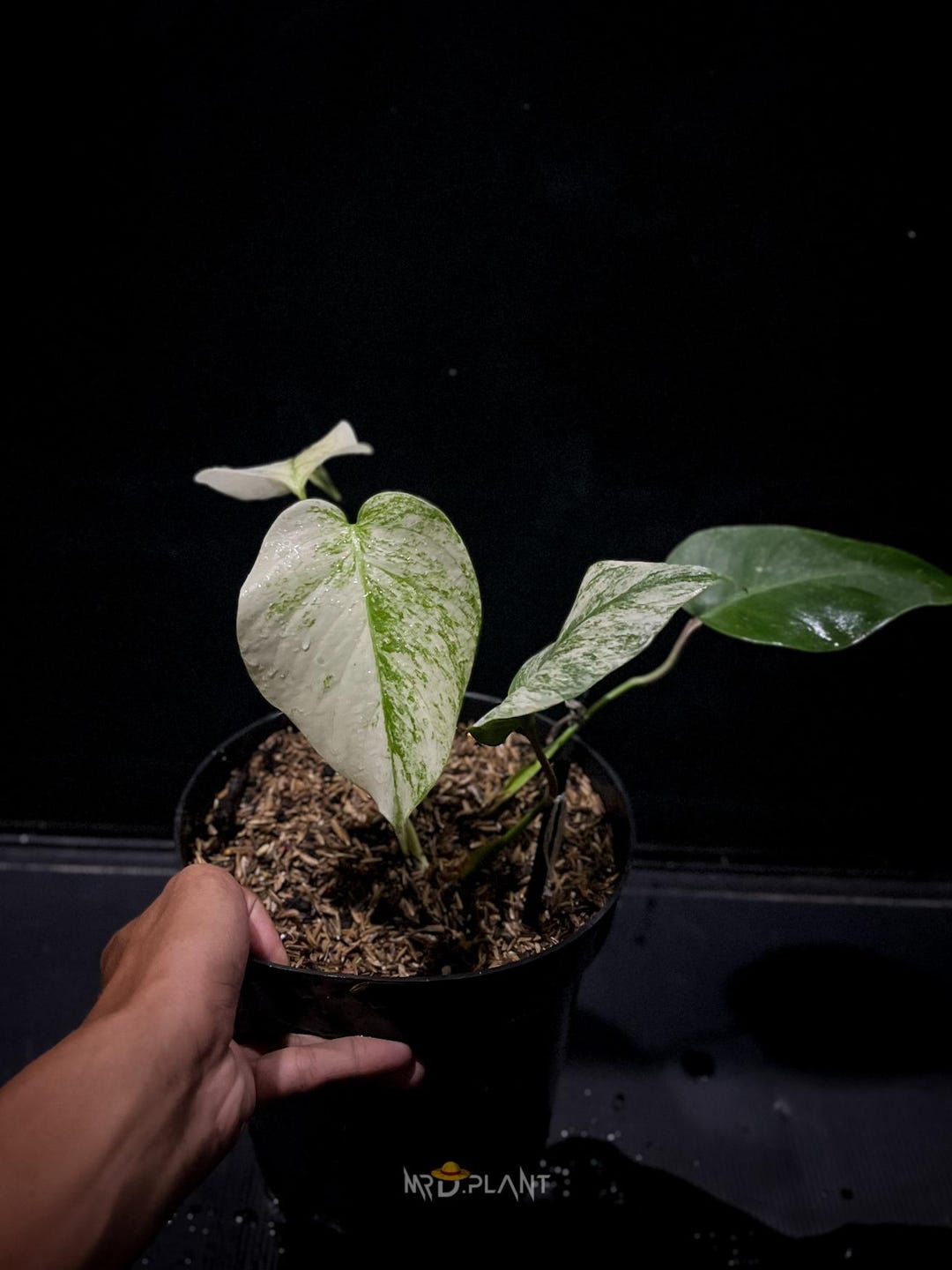 Monstera White Mint Devil Monster Variegated | Real Picture | Tropical ...