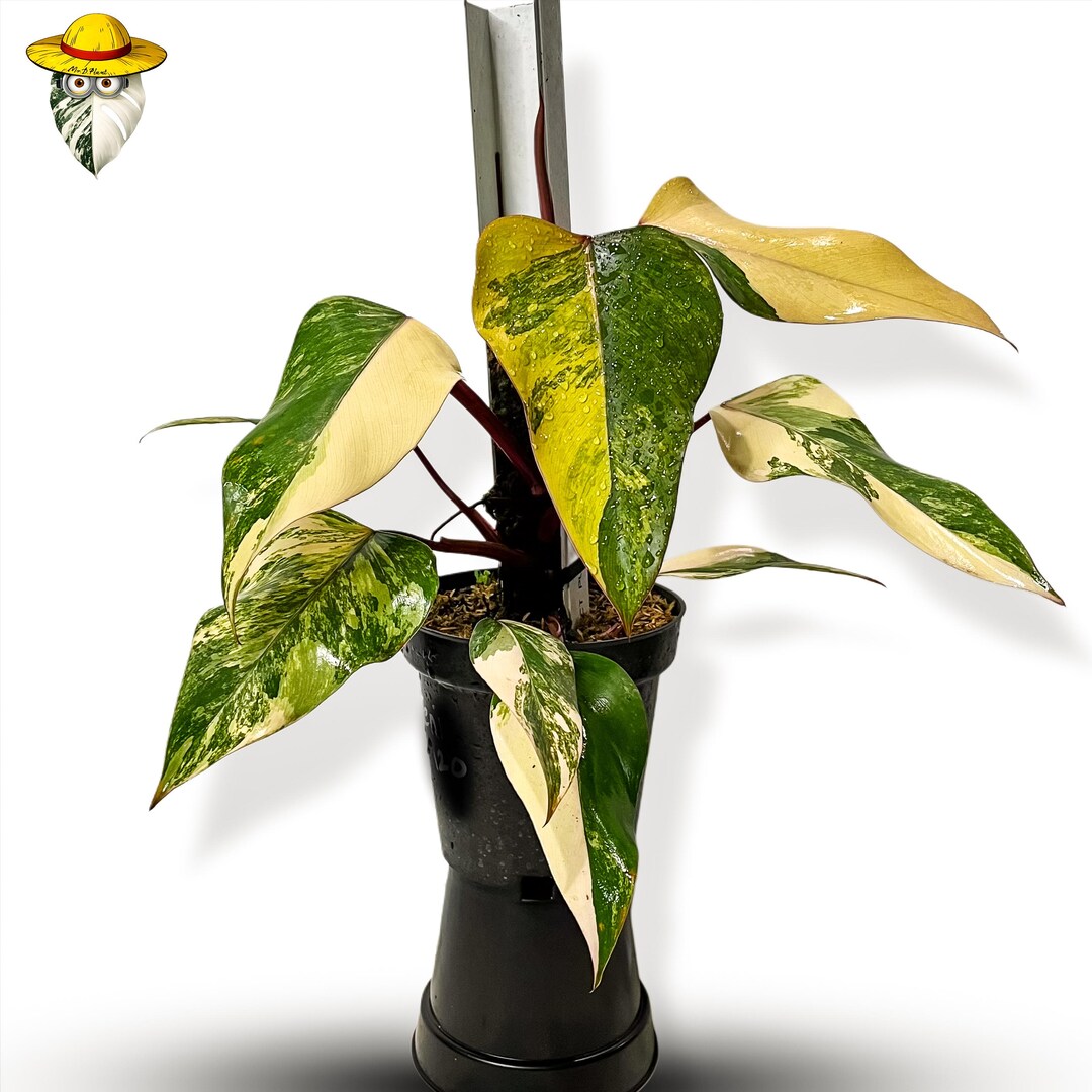 Philodendron Strawberry Shake Variegated Medium Size Actual Plant (real ...