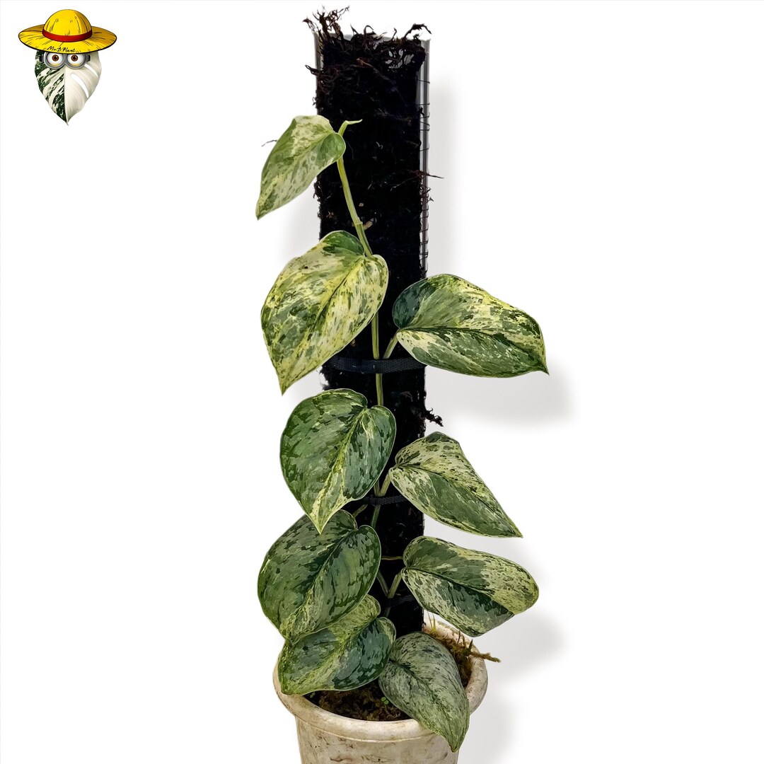 Scindapsus Peasun Variegated Unique Leaves (real Photo) Live Plant - Etsy