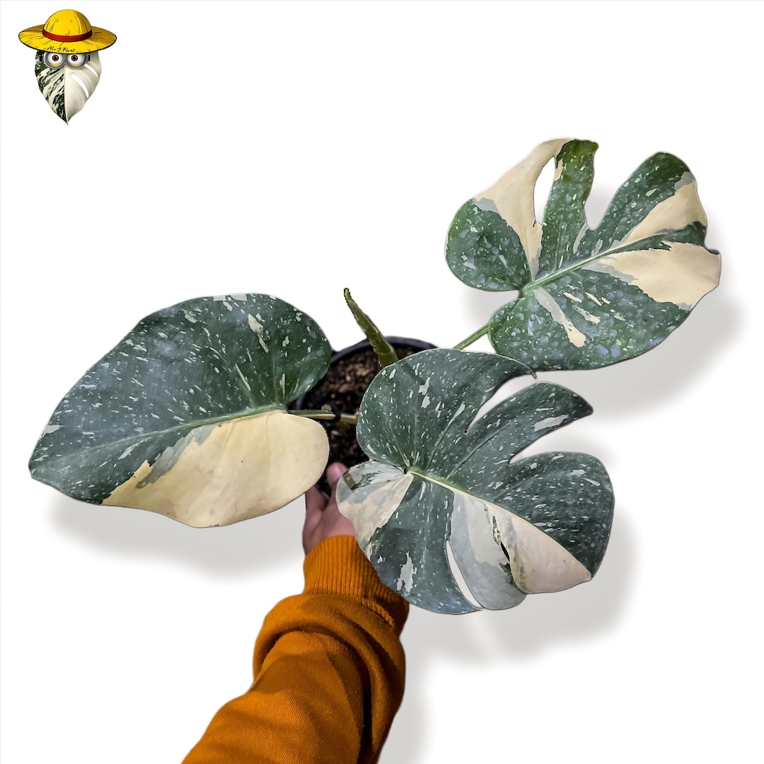 Monstera Ivory Thai Constellation Live Plant (real Photo) Unique Leaves ...