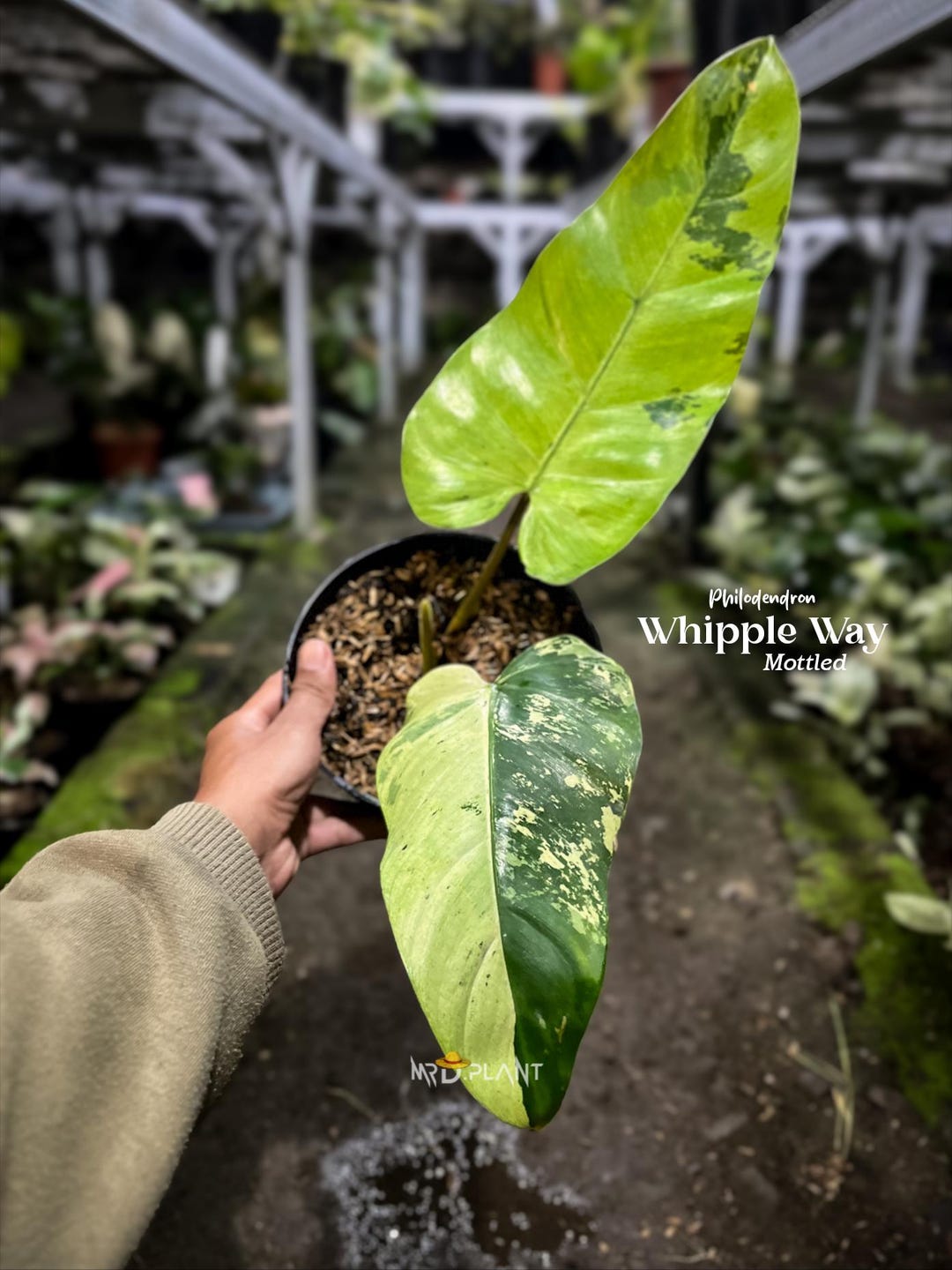 Philodendron Whipple Way Mottled Variegated | Collector's Plant | Real ...