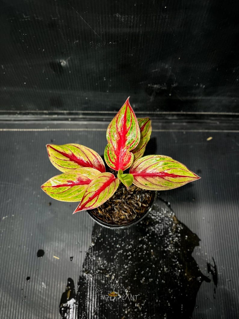 Aglaonema Red Nancy Variegated Live Plant (real Photo) - Etsy