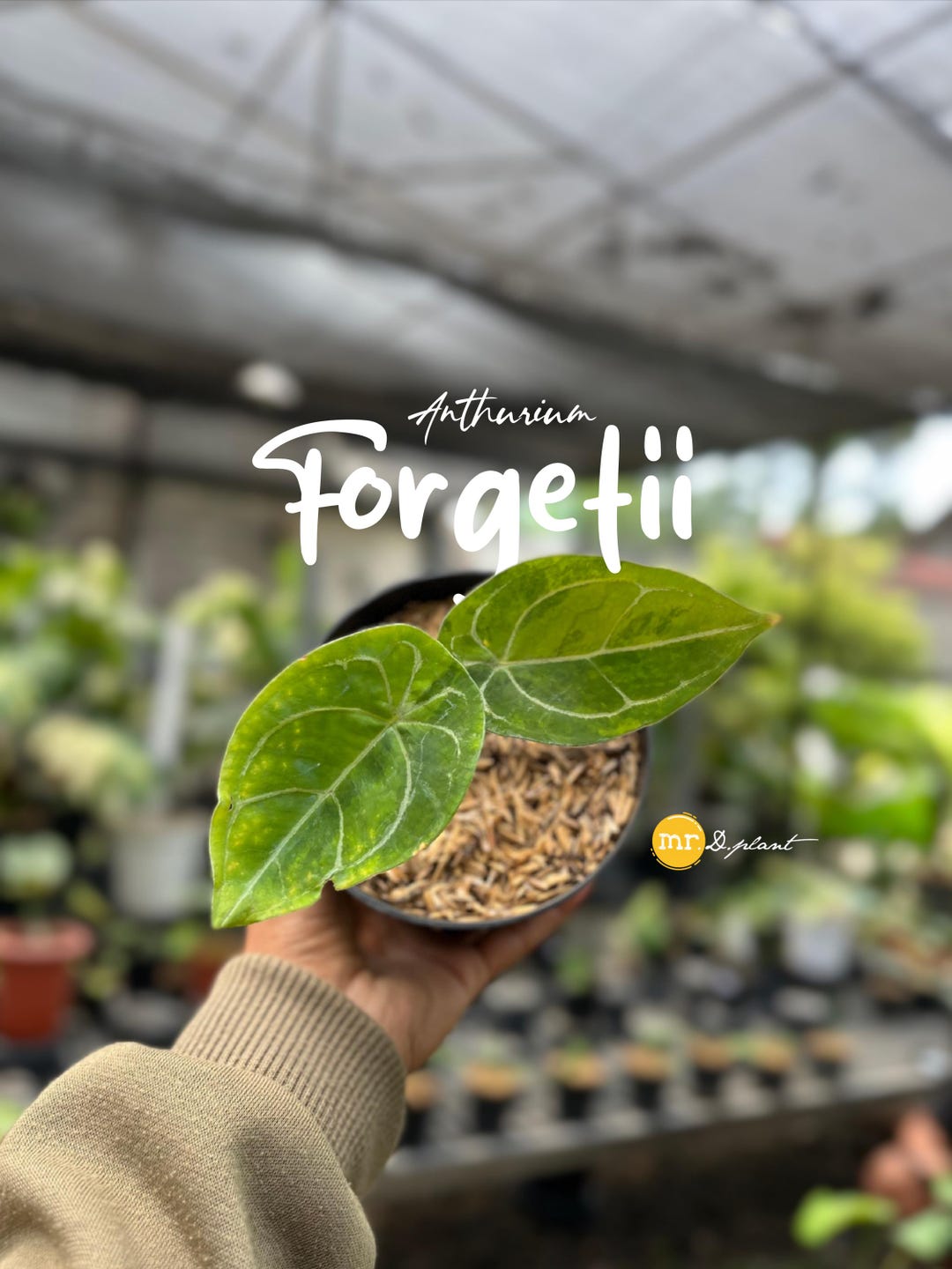 Anthurium Forgetii | Hybrid Rare Aroid | Live Rooted Tropical Plant ...