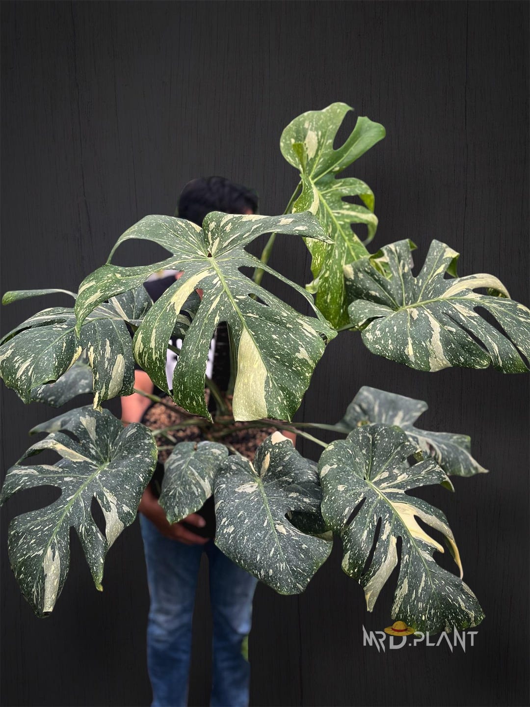 Monstera Deliciosa Cream Brulee Variegated Mature (big Size) | Real ...