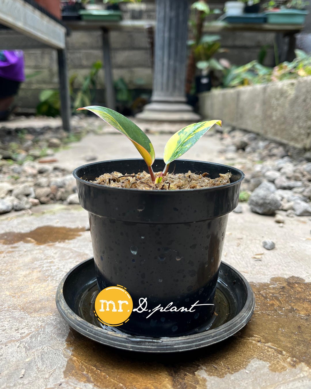 Philodendron Yellow Congo | Bright Foliage Indoor Plant | Real Picture ...