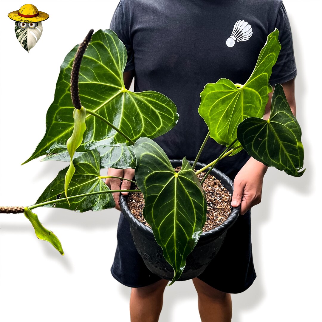 Anthurium Delta Force Big Size Actual Plant (real Photo) Unique Leaves ...