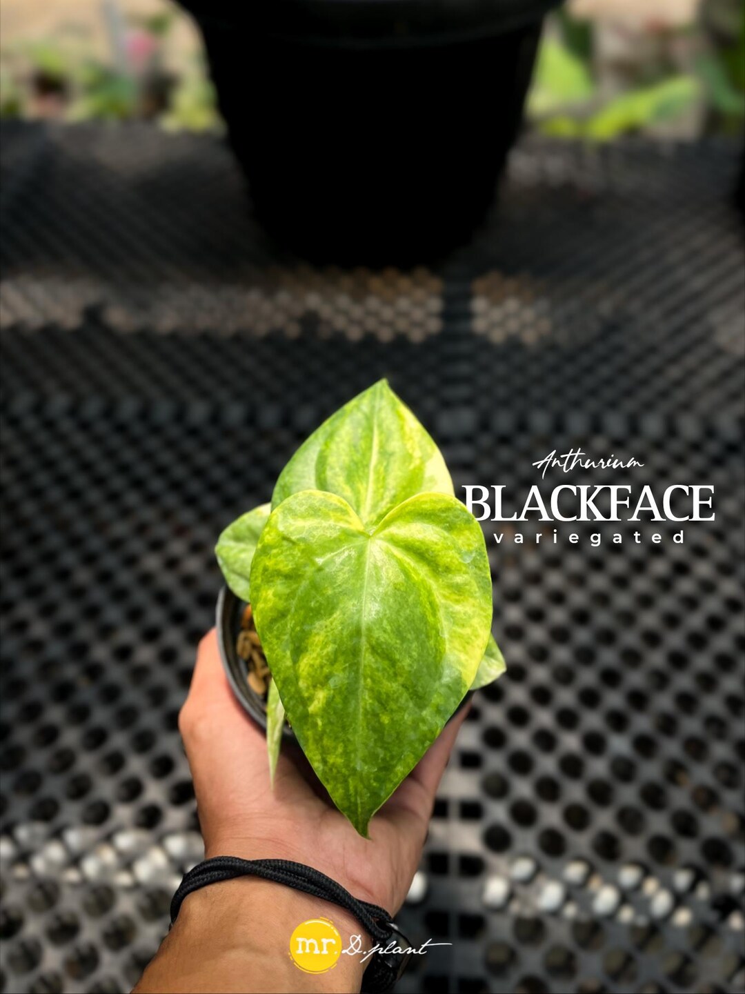 Anthurium Black Face Variegated | Real Picture | Tropical Plant | Deep ...