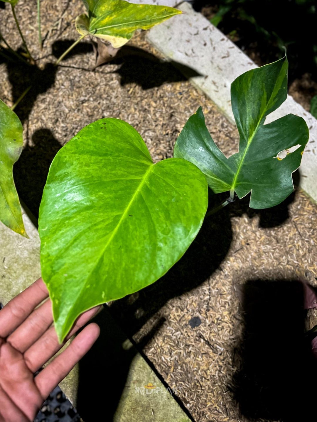 Monstera Brazilian Gog Spartacus Variegated | Real Picture | Rare ...