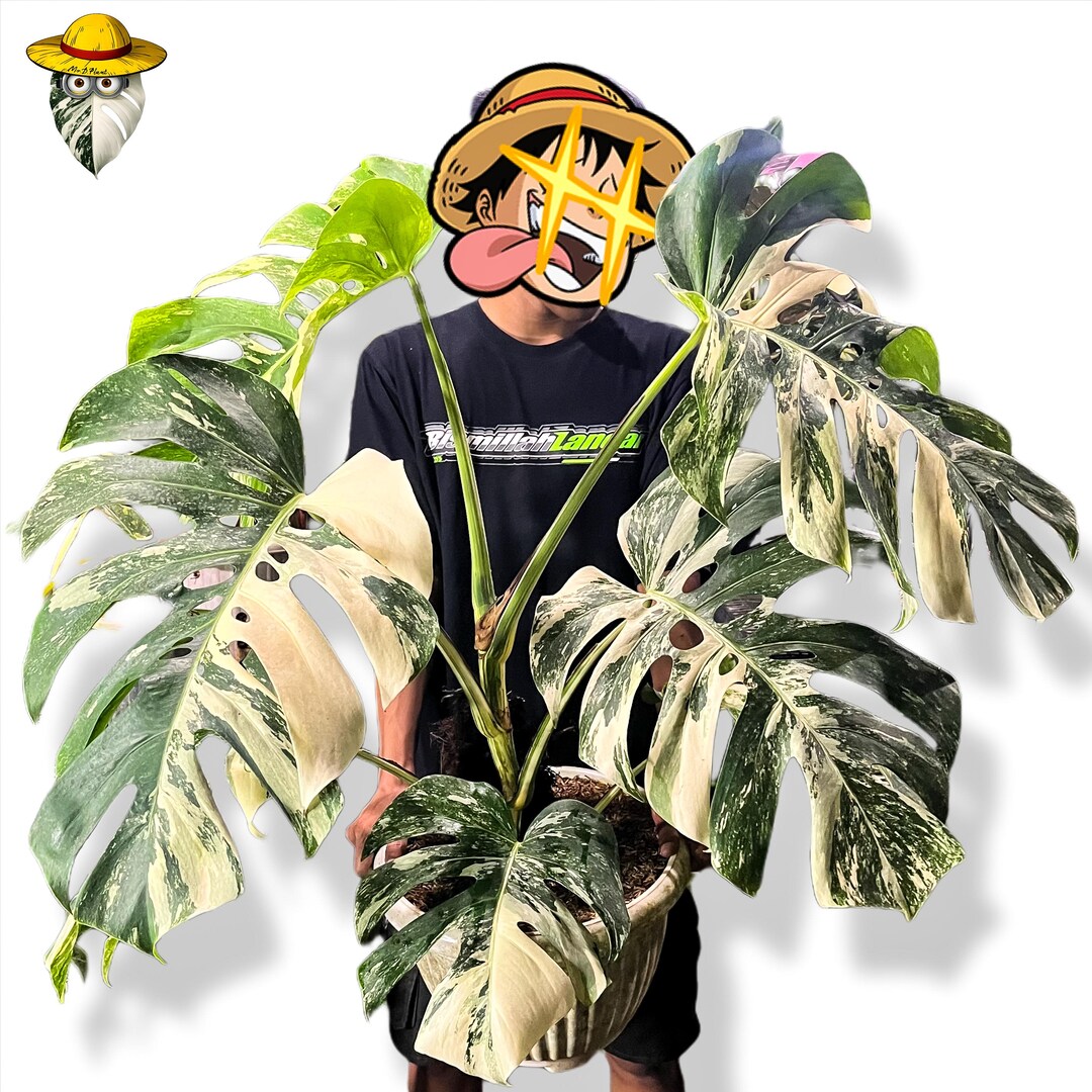 Monstera Albo Variegated Live Plant – Large White Tiger Form Pot - Etsy