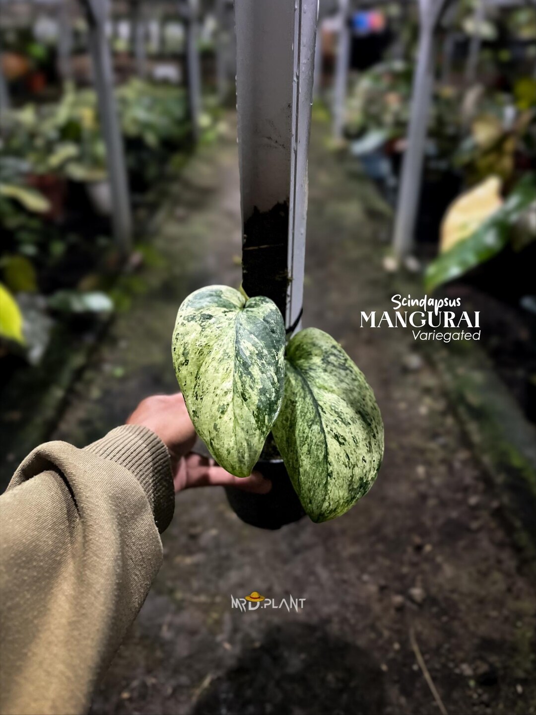 Scindapsus Mangurai Variegated | Rare Aroid | Real Picture - Etsy