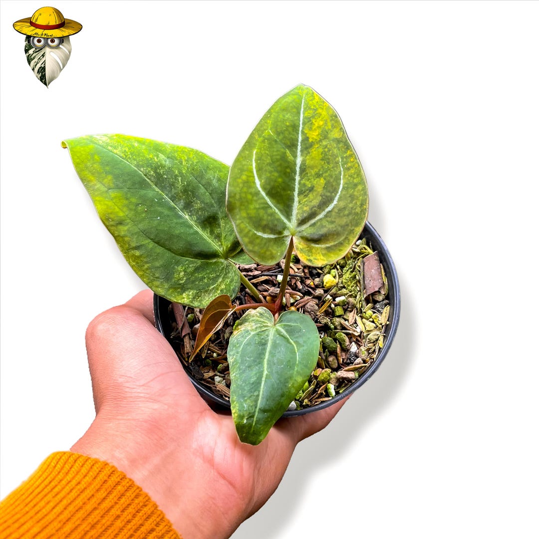 Anthurium Black Venom Variegated Actual Plant (real Photo) Rare Aroid ...