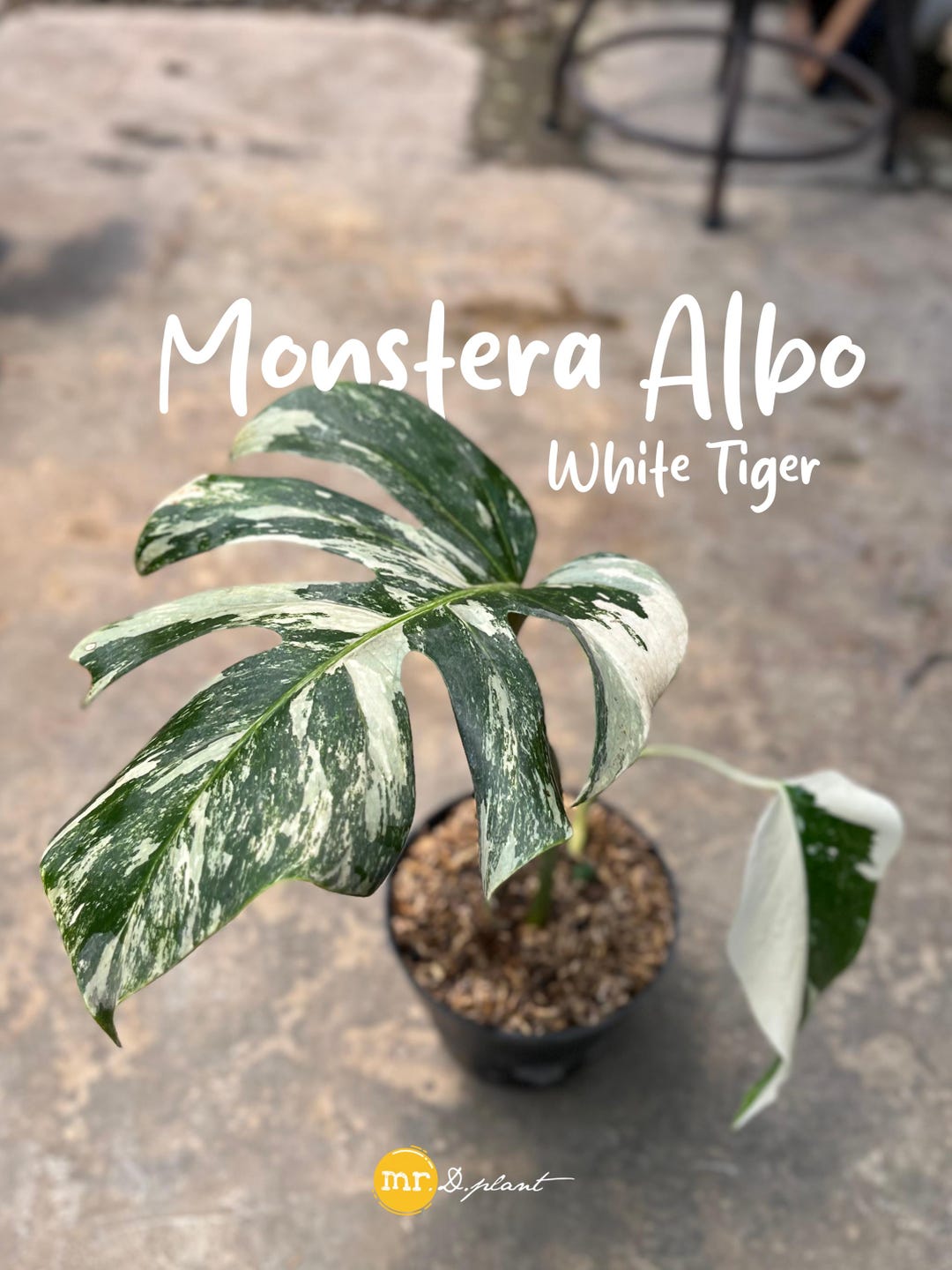 Monstera Albo White Tiger Variegated | Rare Aroid | Real Plant Picture ...