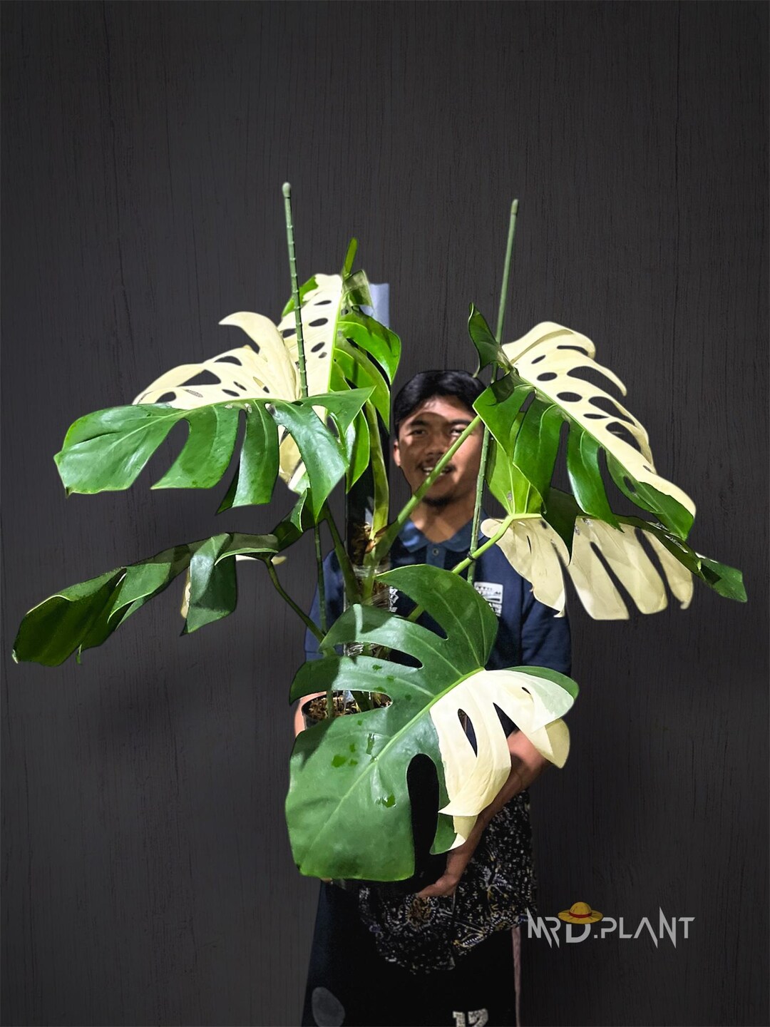 Monstera Albo Halfmoon Form Variegated (big Size) | Real Picture ...
