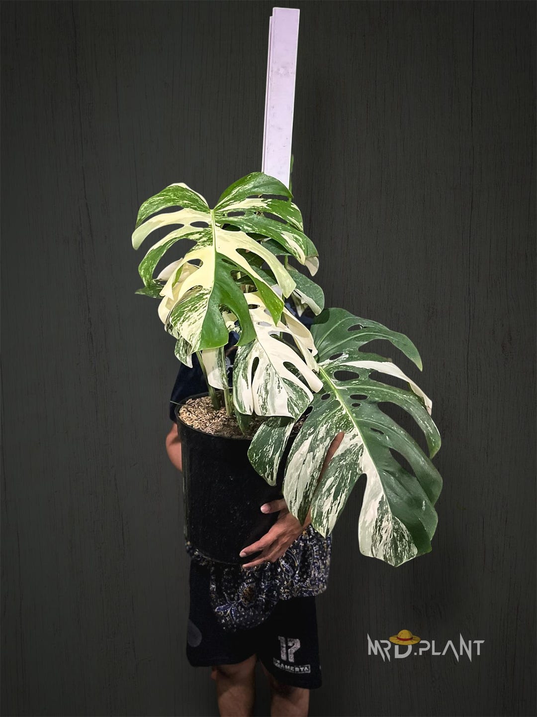 Monstera Albo White Tiger Marble Variegated Mature (big Size) | Real ...