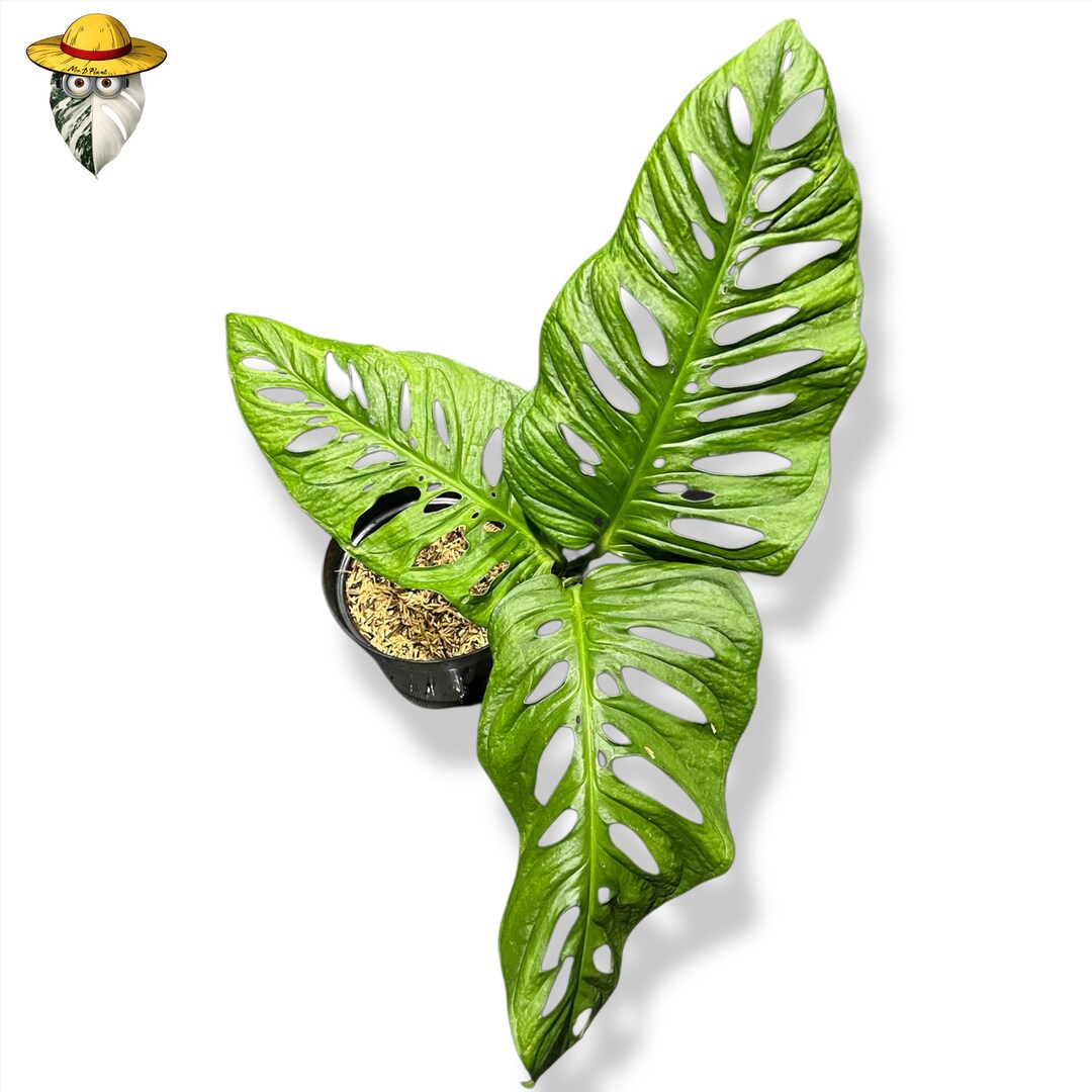Monstera Acuminata Large Form Live Plant (real Photo) - Etsy