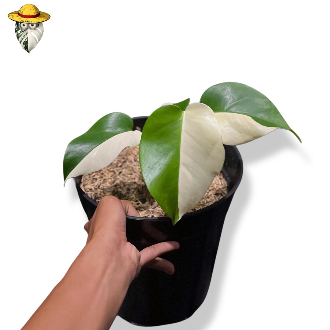 Monstera Albo Halfmoon Variegated Small Size Live Plant (real Photo) - Etsy