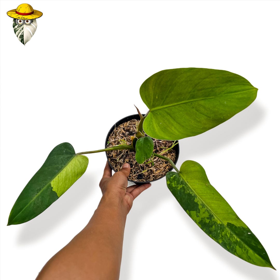 Philodendron Whipple Way Mottled Variegated (real Photo) Actual Plant ...