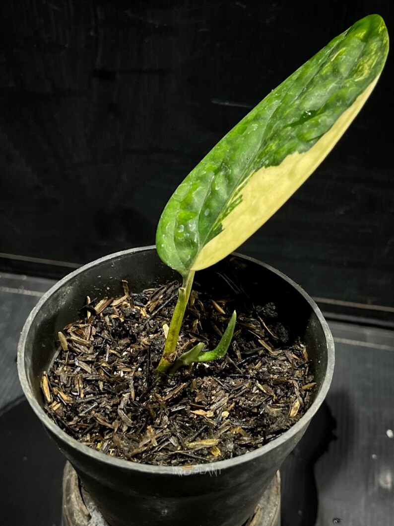 Monstera Karstenianum Peru Variegated | Real Picture | Tropical Plant ...