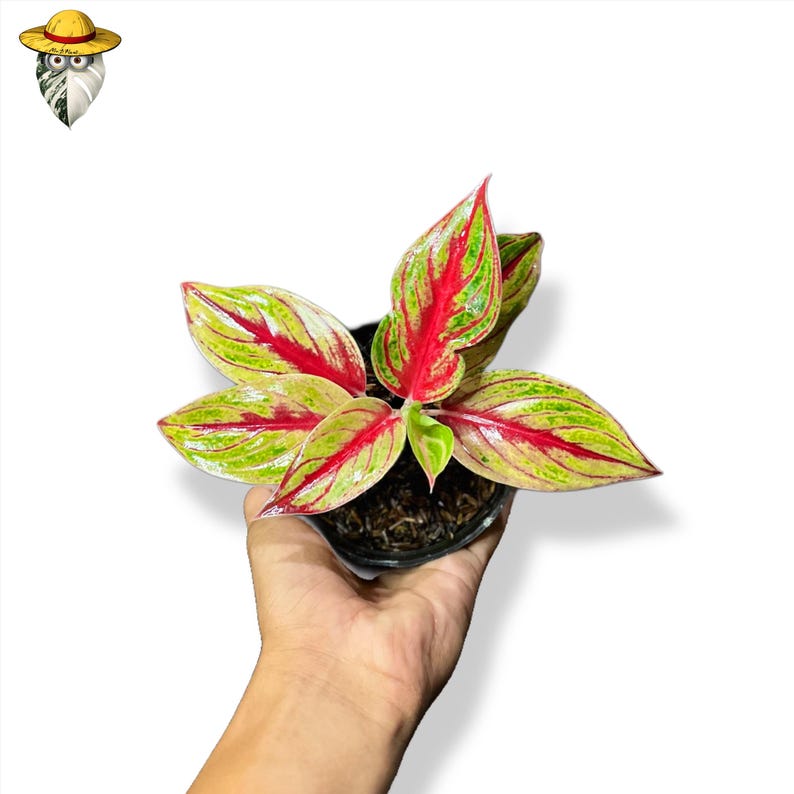 Aglaonema Red Nancy Variegated Live Plant (real Photo) - Etsy