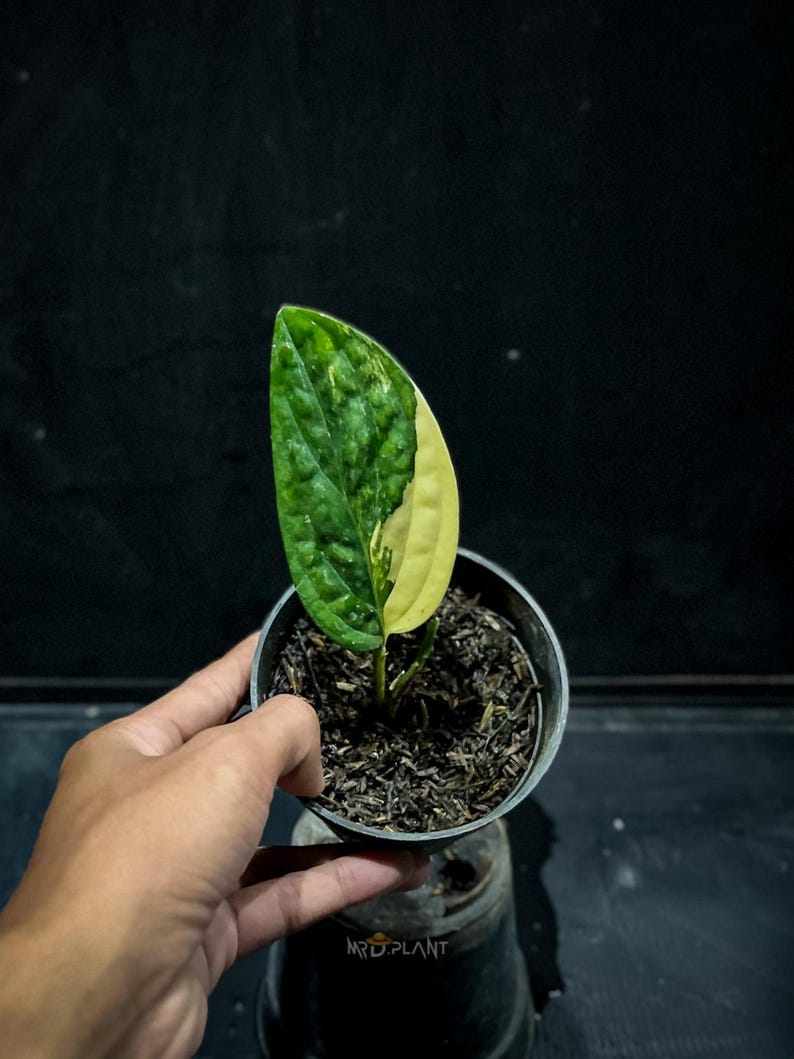 Monstera Karstenianum Peru Variegated | Real Picture | Tropical Plant ...