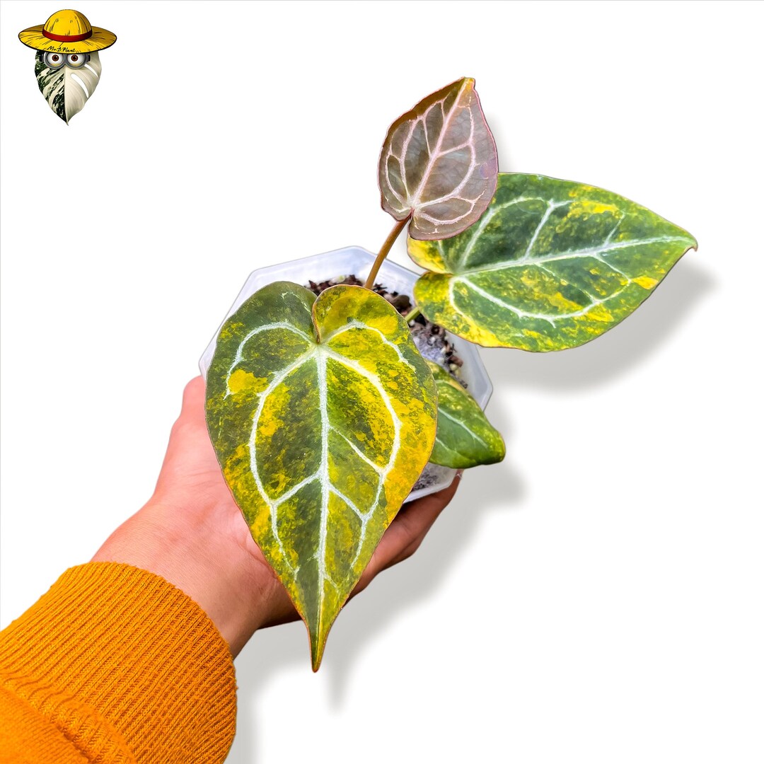 Anthurium Michelle X Black Venom Variegated Rare Aroid (real Photo ...