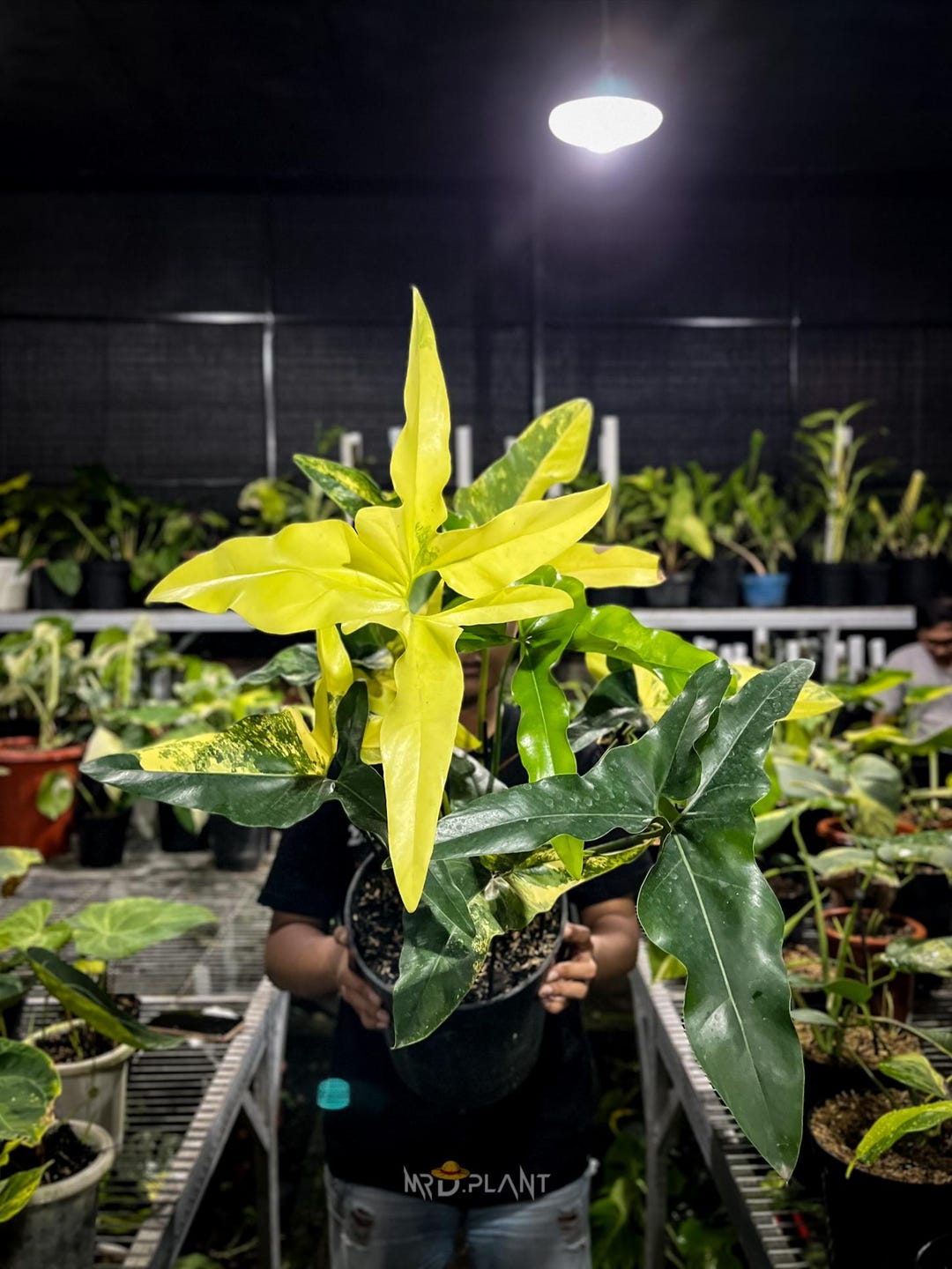 Thaumatophyllum Angela Variegated Mature (big Size) | Real Picture ...