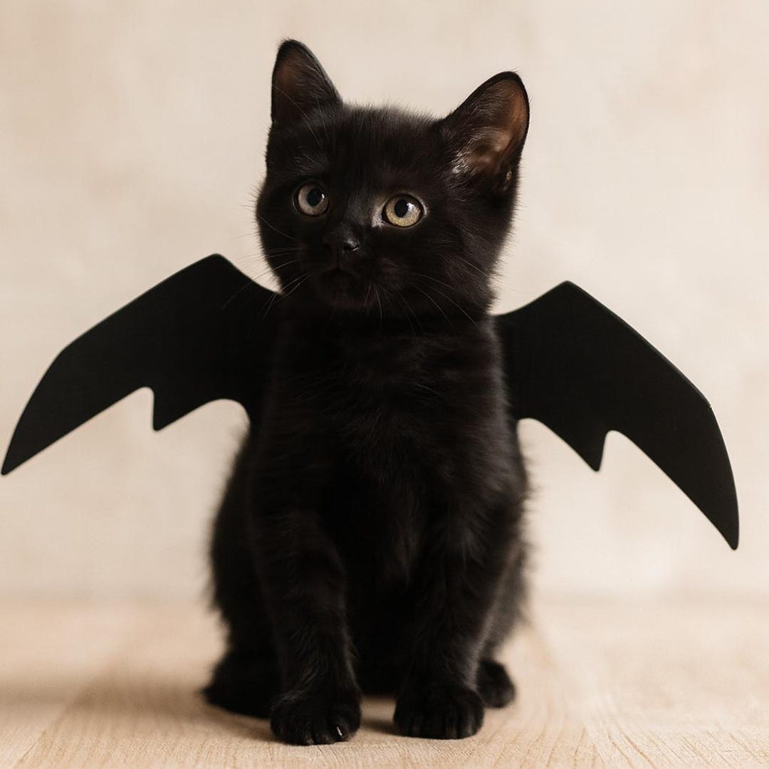 Bat Wings for Cats – Halloween Pet Costume – Adjustable Funny Cat ...