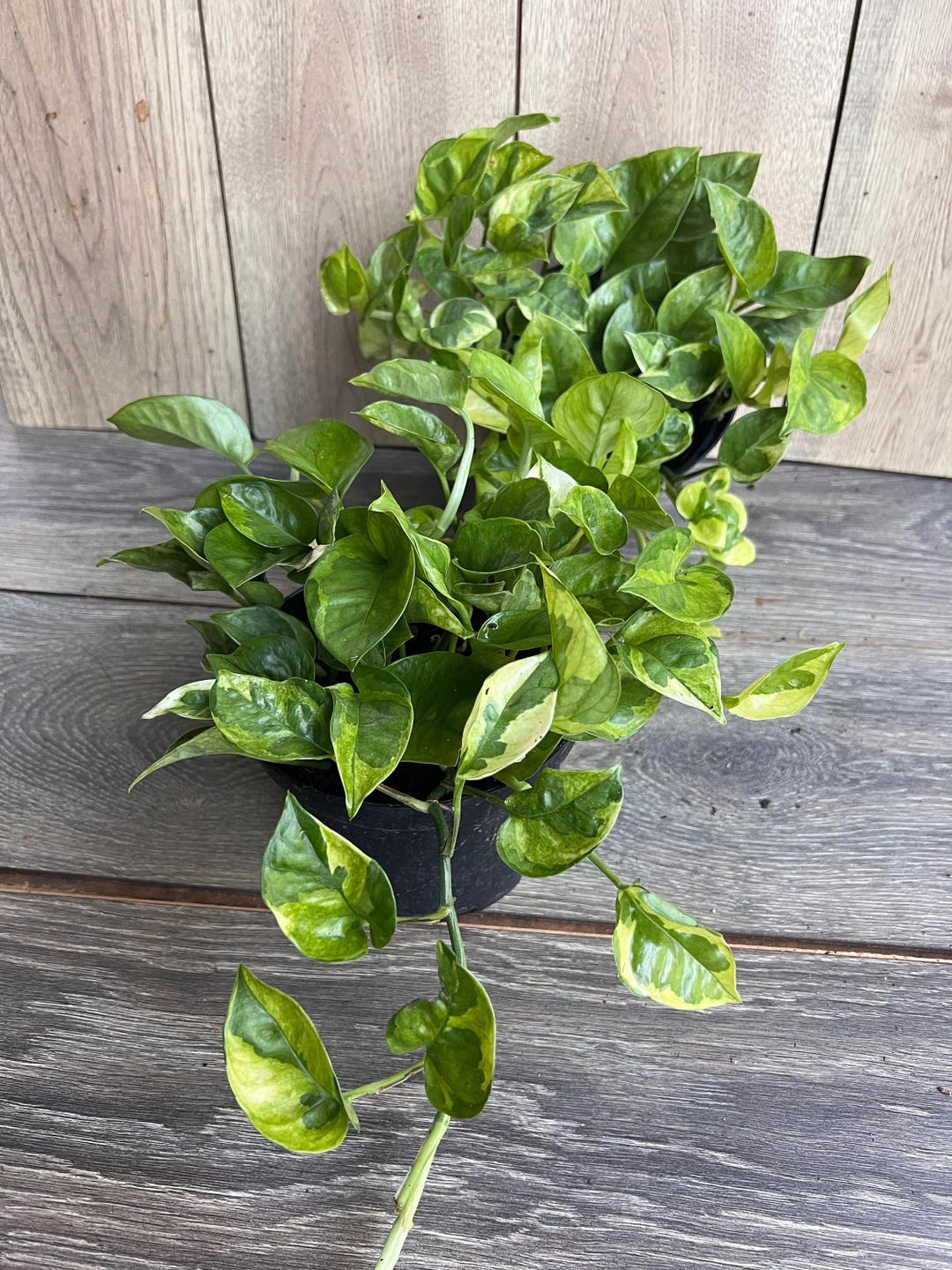 MONET SOL EPIPREMNUM Aureum Pothos Live Plant - Etsy
