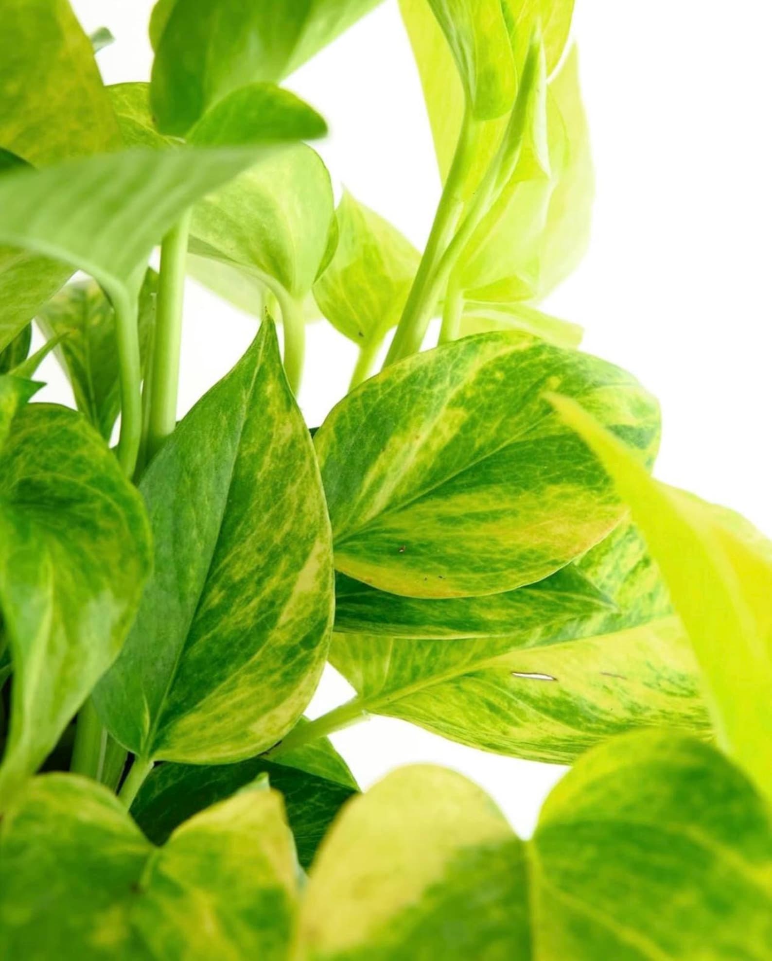 Epipremnum Aureum 'neon Queen' Pothos VERY BRIGHT NEON - Etsy
