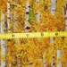 Tree Fabric, Aspen Fall Tree Fabric, by the Yard, Elizabeth Studios ...