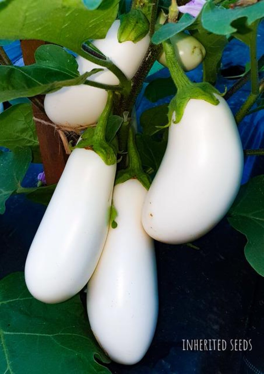 White Aubergine Seeds