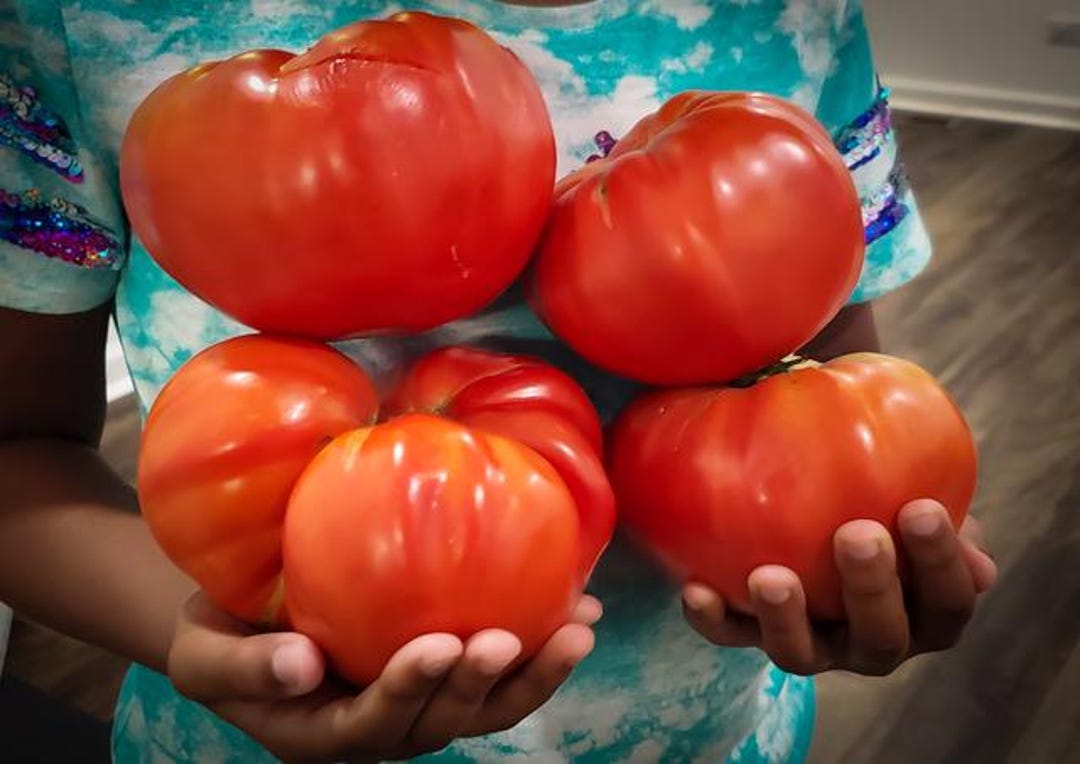 Heirloom Beefsteak Tomato Seeds: Giant 1-2 LB Fruits, Classic Slicer - Etsy