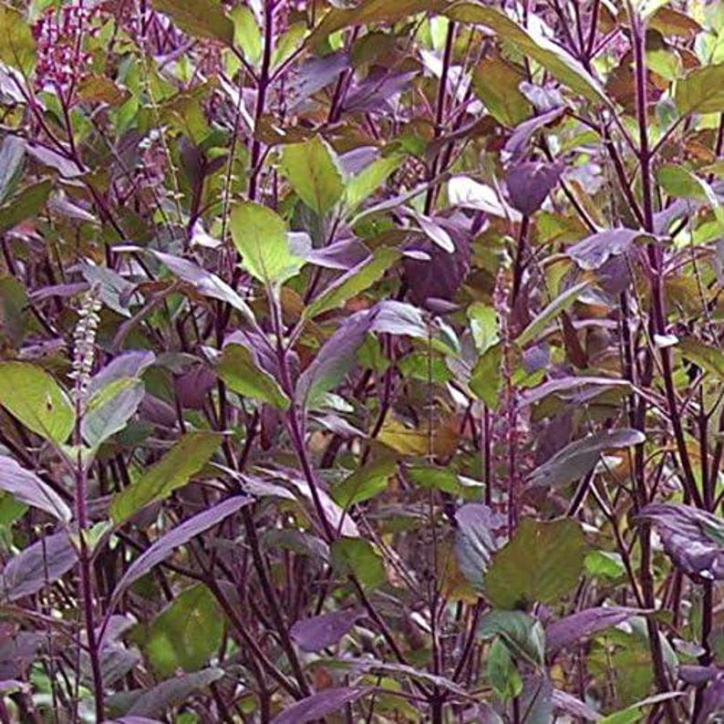 Krishna Tulasi Holy Basil Seeds: Organic Heirloom, Sacred Herb - Etsy