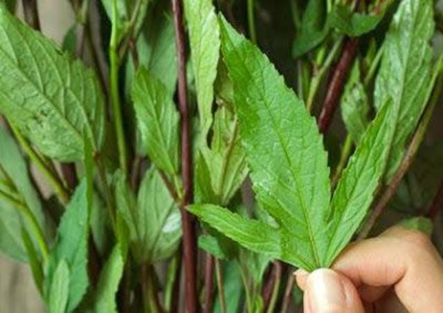Heirloom Gongura Red Stem Seeds – Indian Roselle Sorrel, Organic Non ...