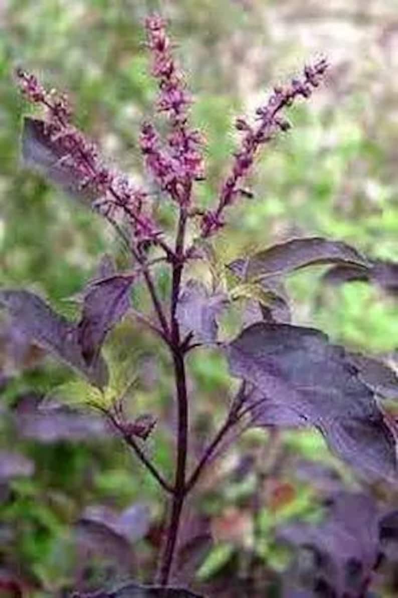 Krishna Tulasi Holy Basil Seeds: Organic Heirloom, Sacred Herb - Etsy