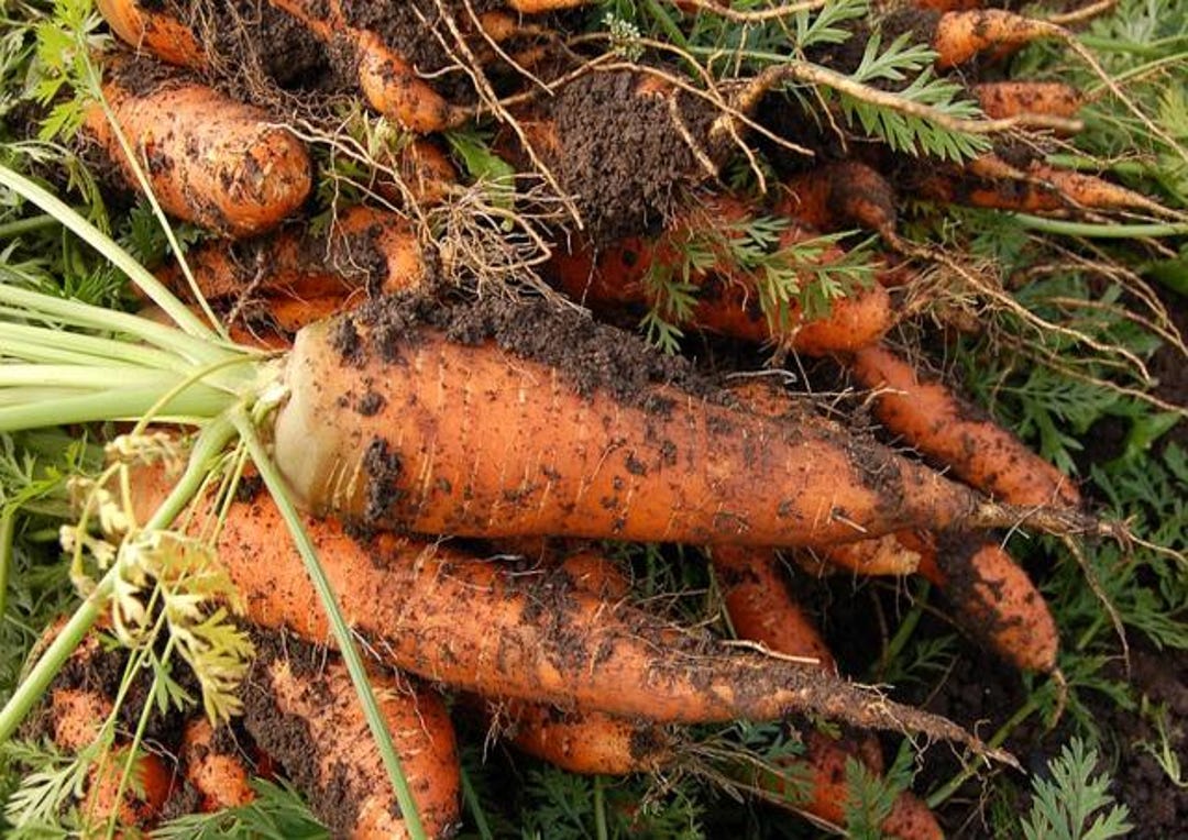 Heirloom Kuroda Carrot Seeds: Sweet, Heat-tolerant, Non-gmo - Etsy