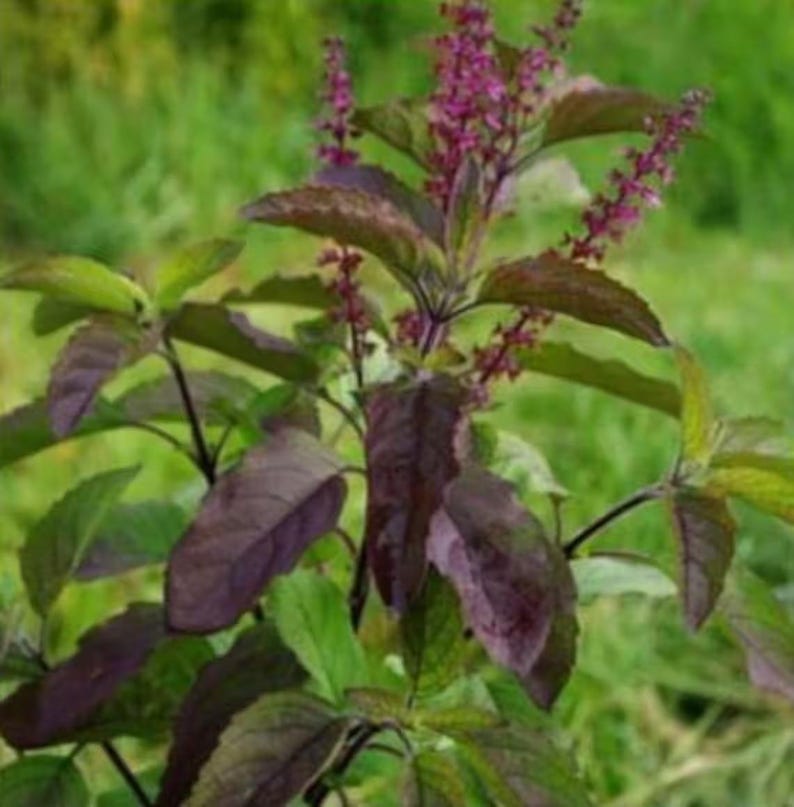 Krishna Tulasi Holy Basil Seeds: Organic Heirloom, Sacred Herb - Etsy
