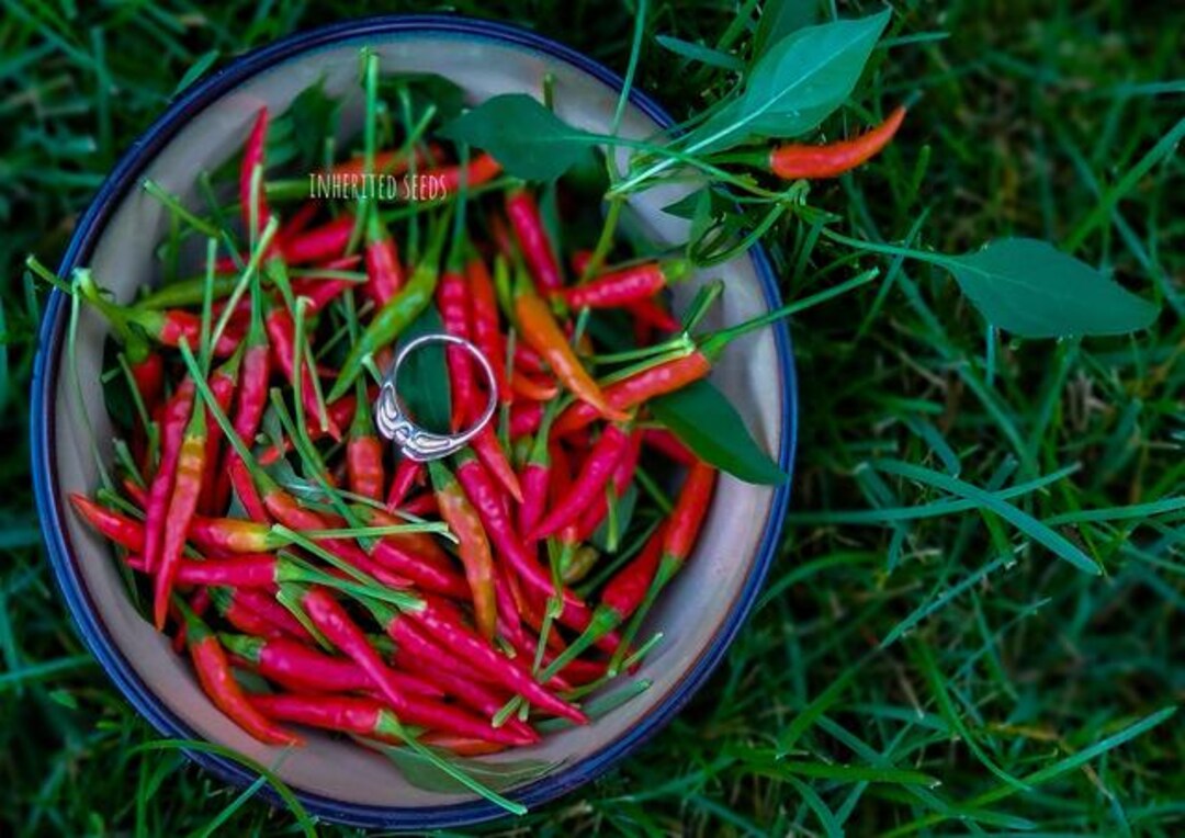 Heirloom Peri Peri Chilli Seeds: Organic African Bird's Eye Pepper - Etsy