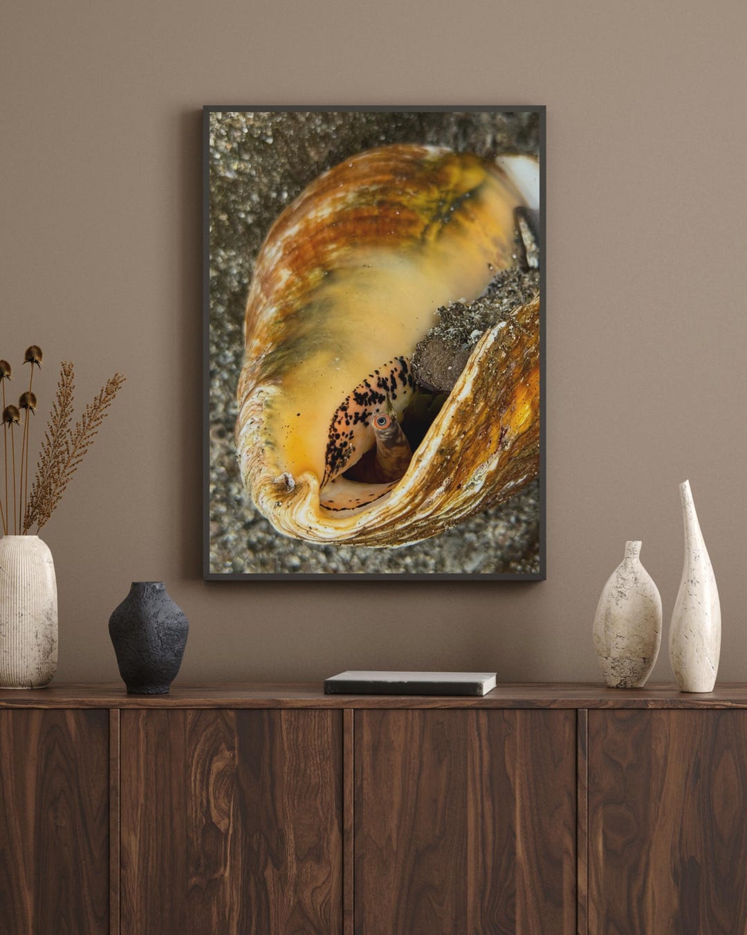Eastern Pacific Giant Conch Peaking Out of the Shell Printable ...
