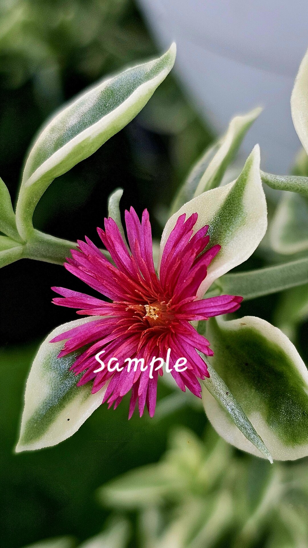 Hot Pink Ice Plant Flower - Etsy