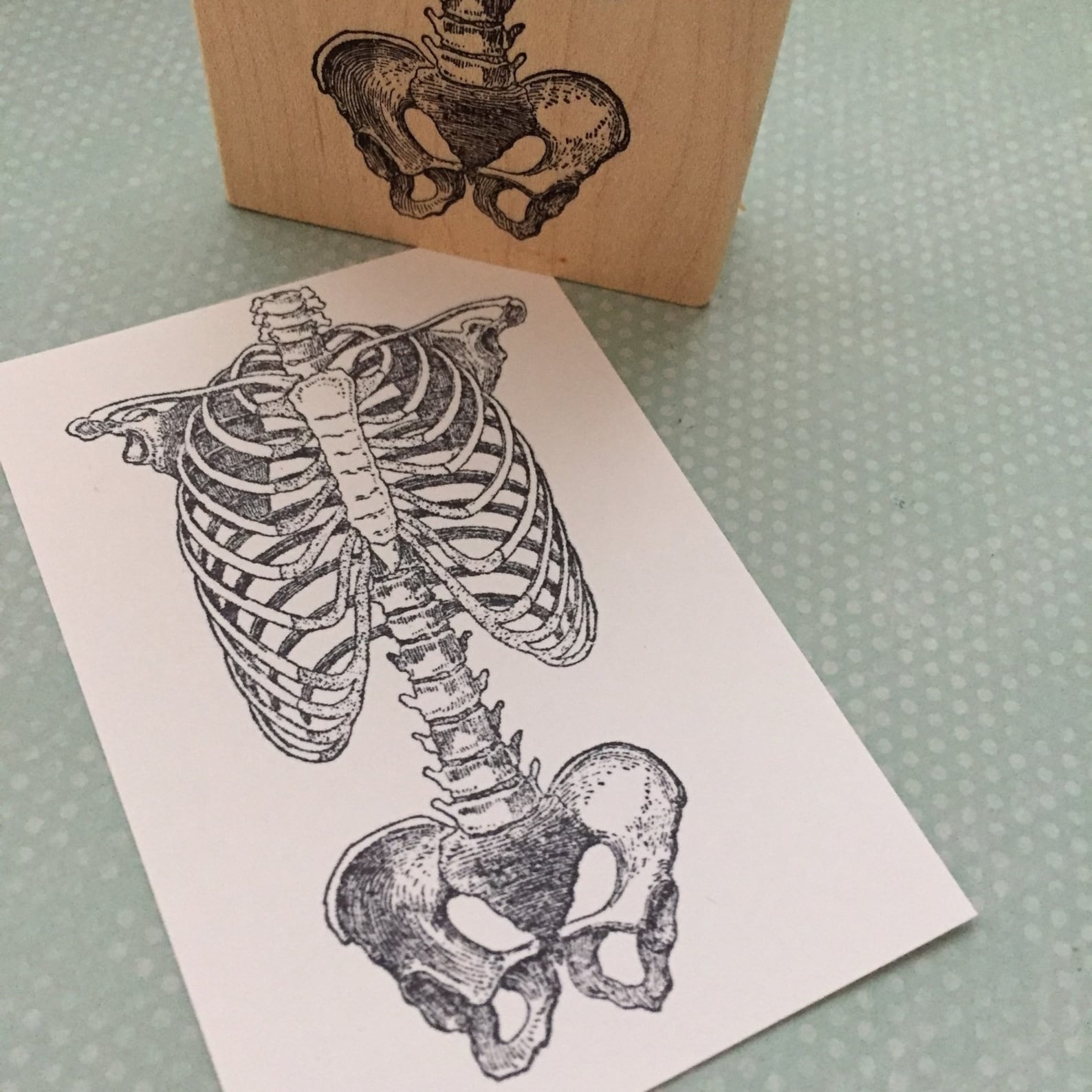 Skeleton Torso Wood Mounted Rubber Stamp 5797 - Etsy
