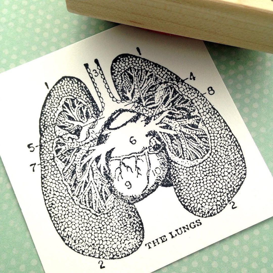 The Lungs Diagram Wood Mounted Rubber Stamp 6133 - Etsy